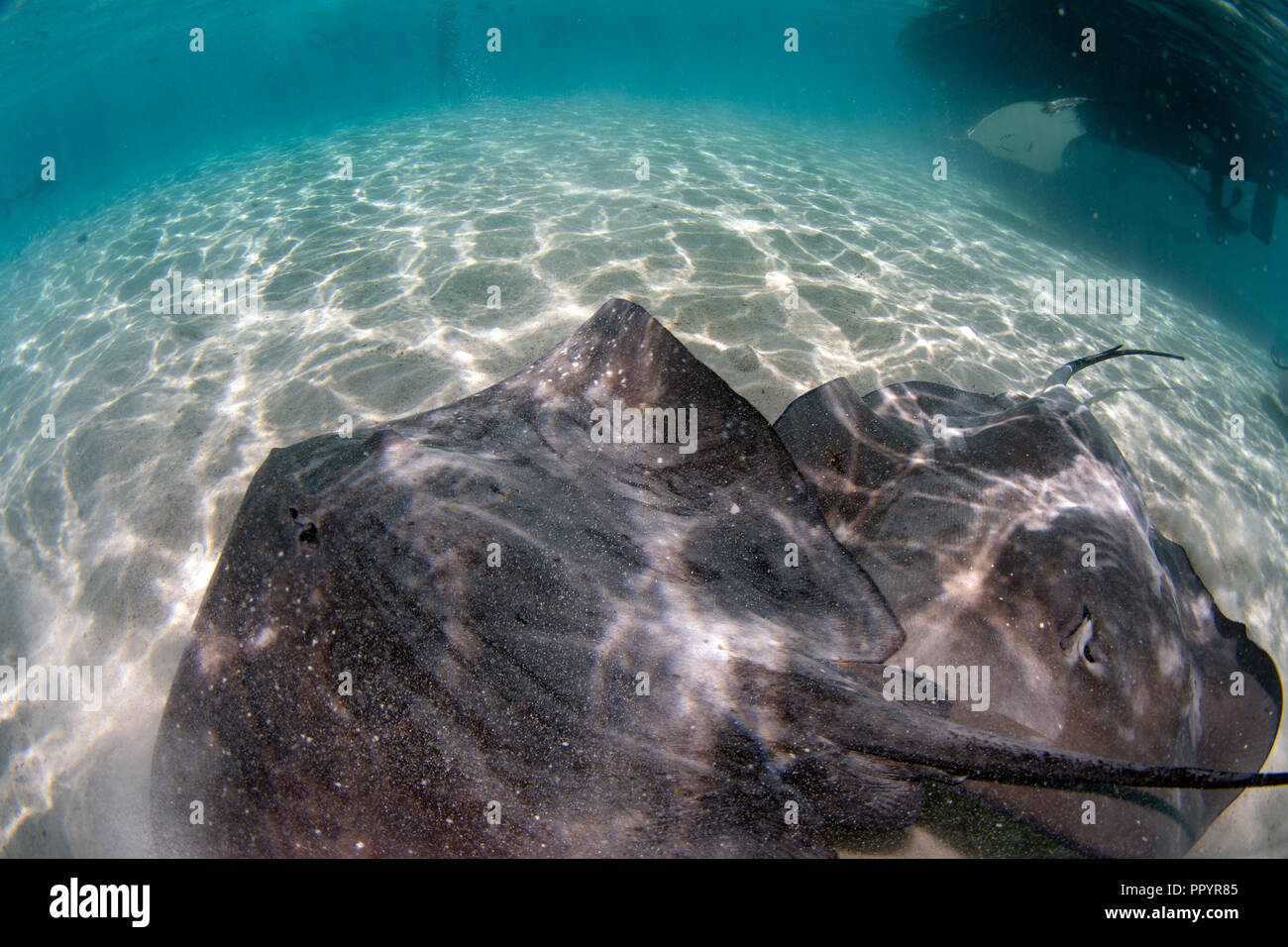 Sting ray bora bora hi-res stock photography and images - Alamy
