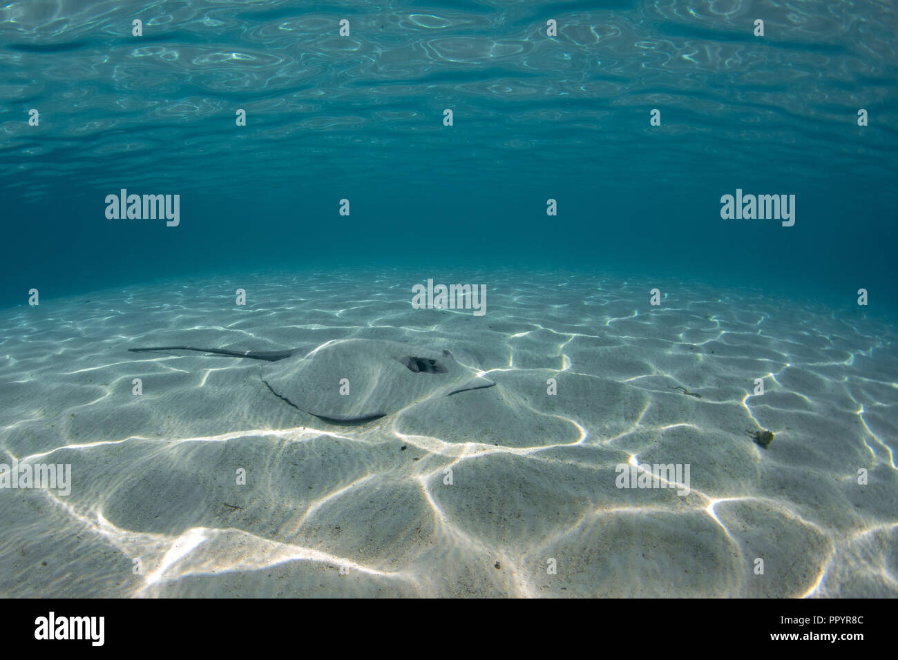 stingray in the sand in moorea french polynesia Stock Photo - Alamy