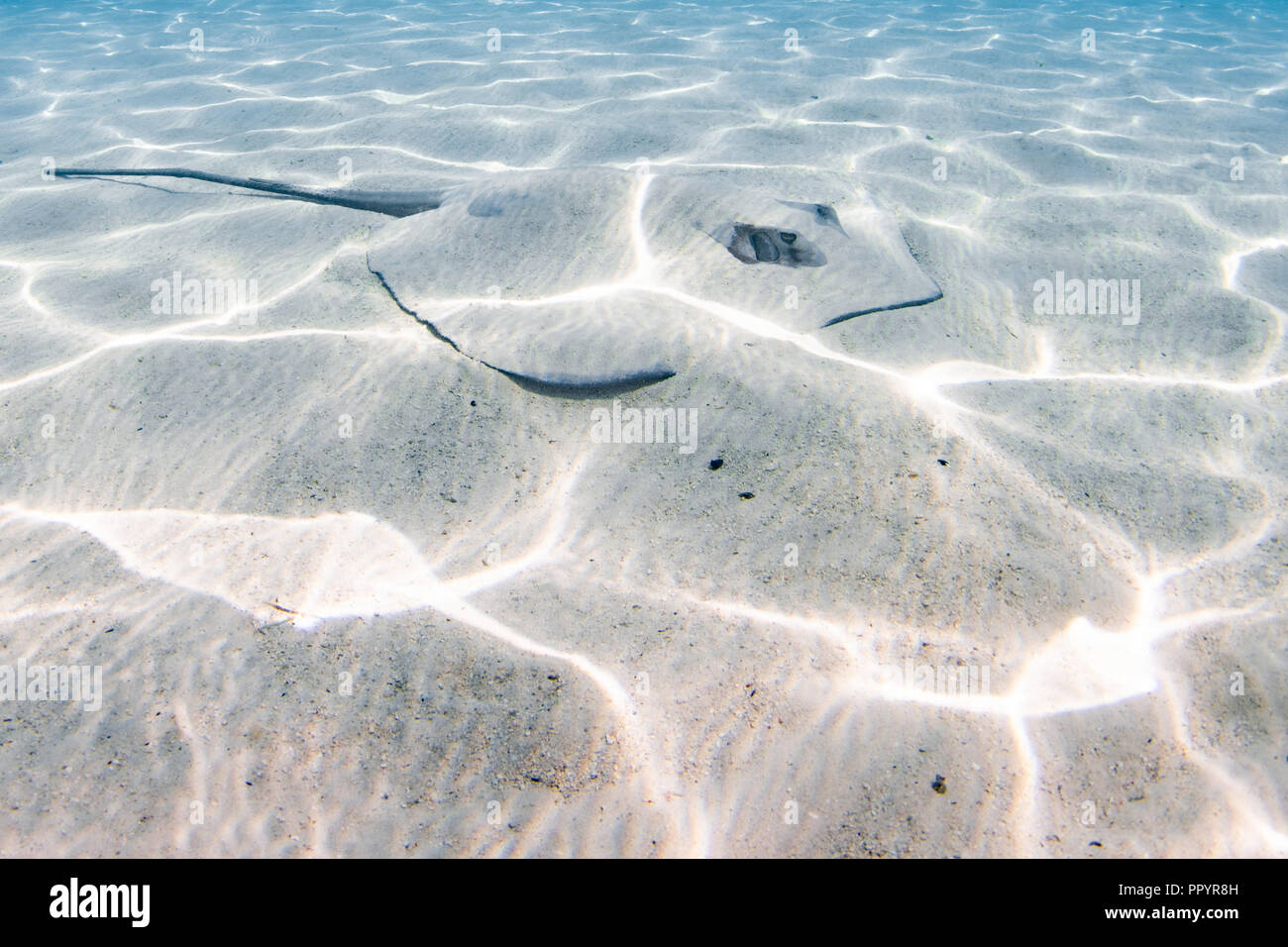 Sting ray bora bora hi-res stock photography and images - Alamy