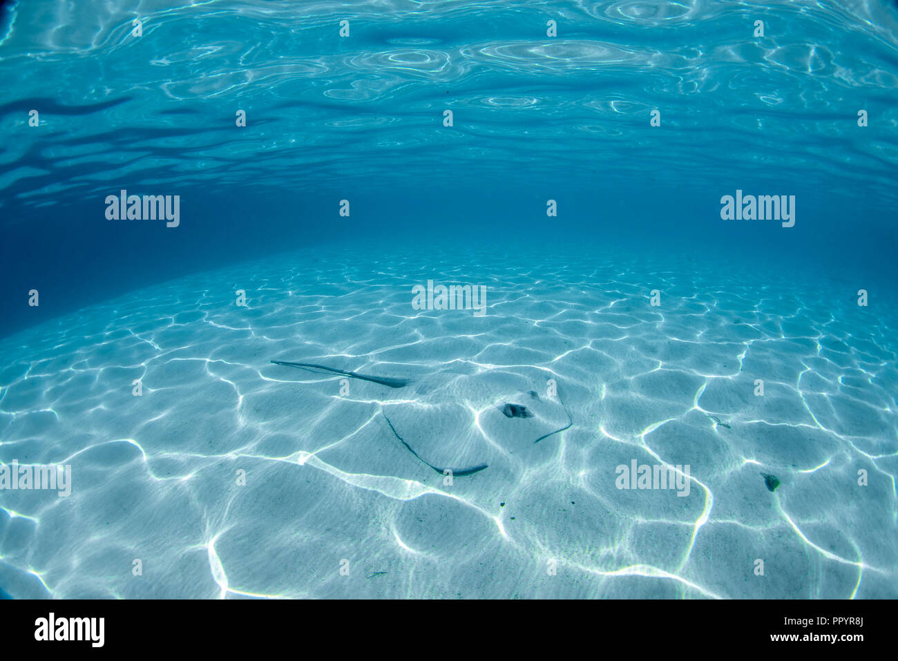 stingray in the sand in moorea french polynesia Stock Photo - Alamy
