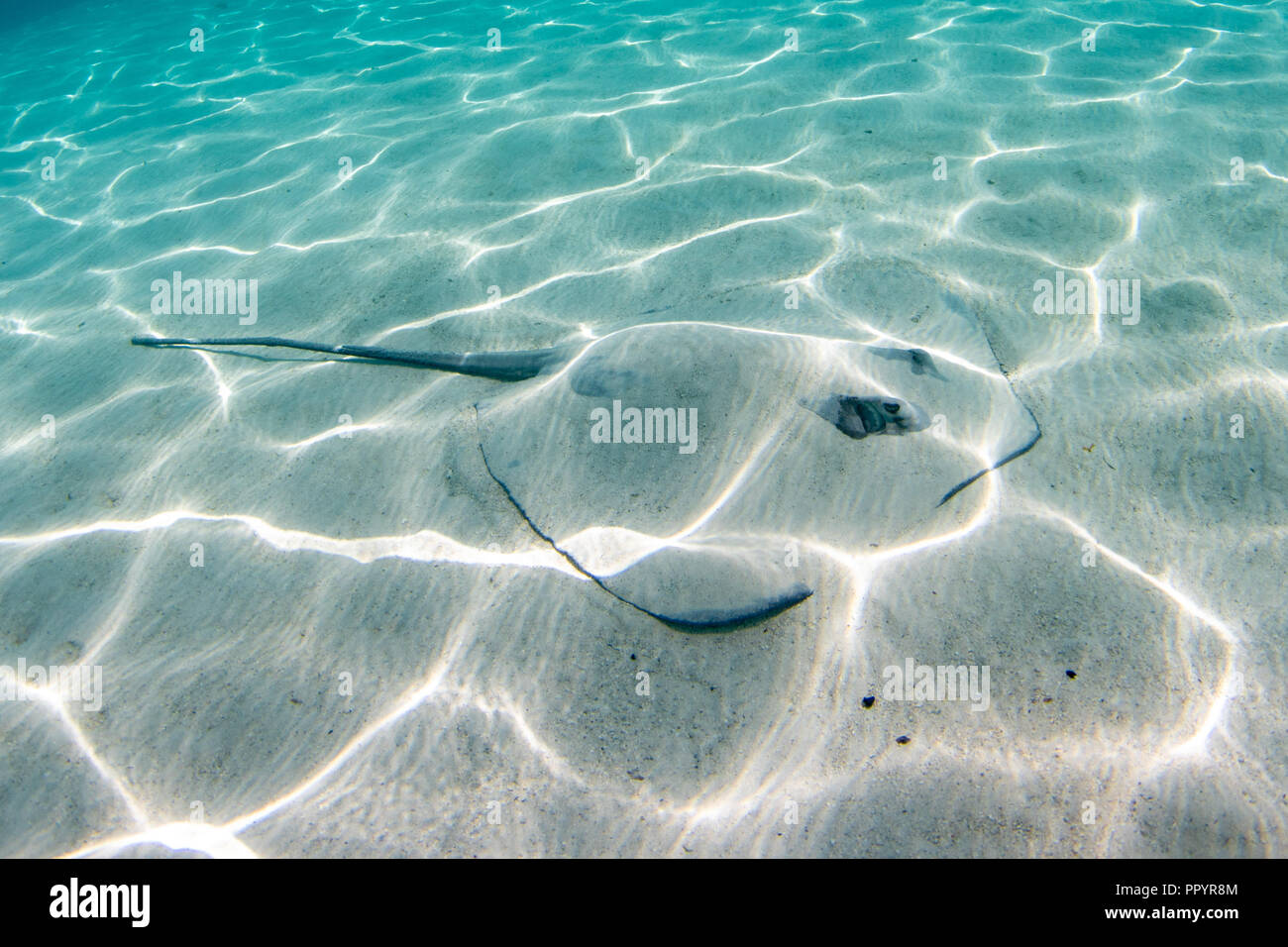 Sting ray bora bora hi-res stock photography and images - Alamy