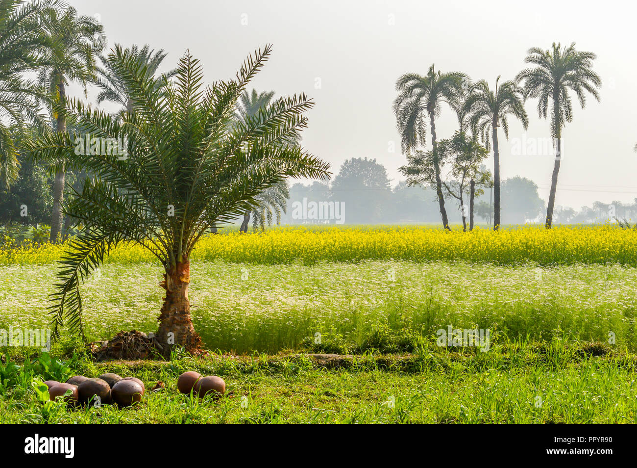 This is a photograph of dates tree and dates pot (used for juice ...