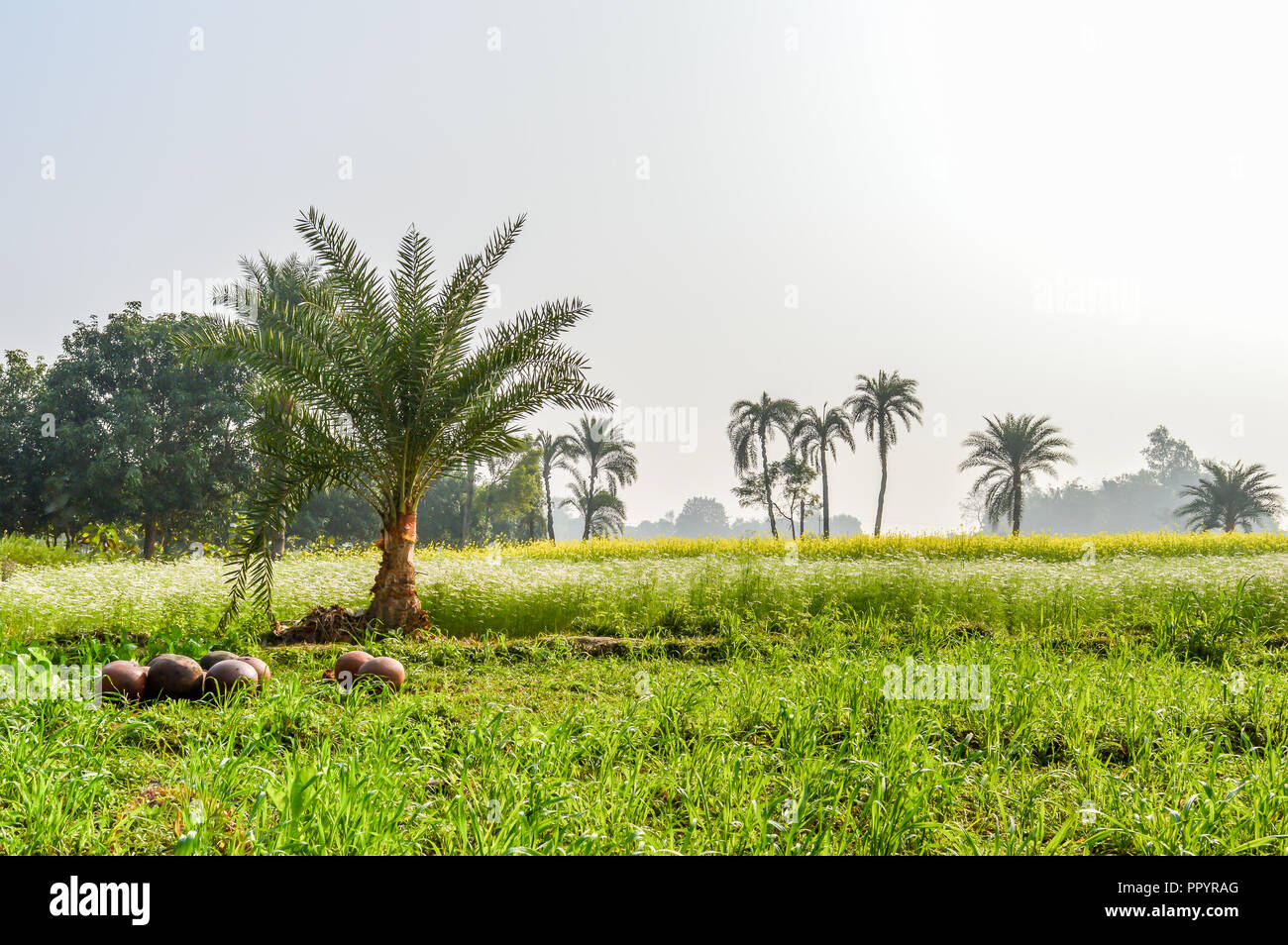 Flora of qatar hi-res stock photography and images - Alamy