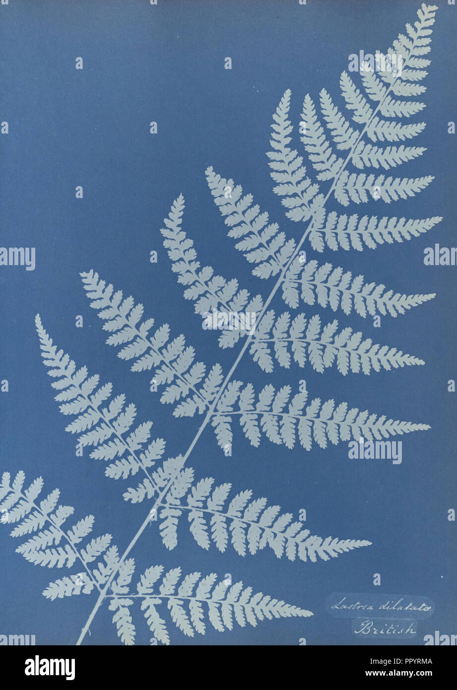 Anna atkins hi-res stock photography and images - Alamy