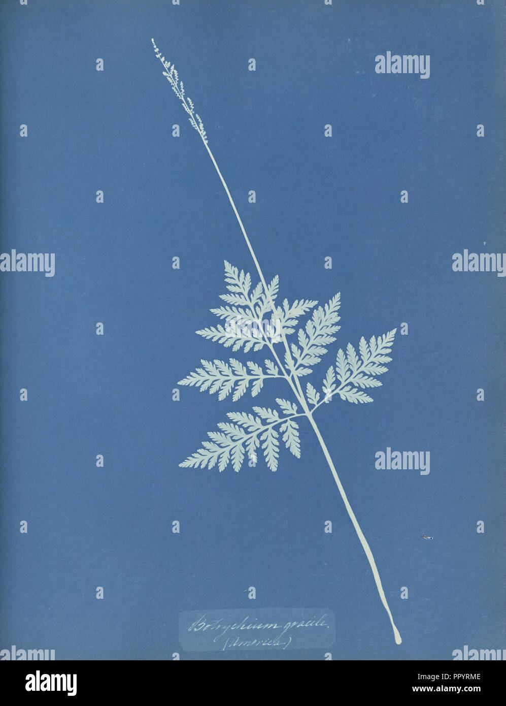 Anna atkins hi-res stock photography and images - Alamy