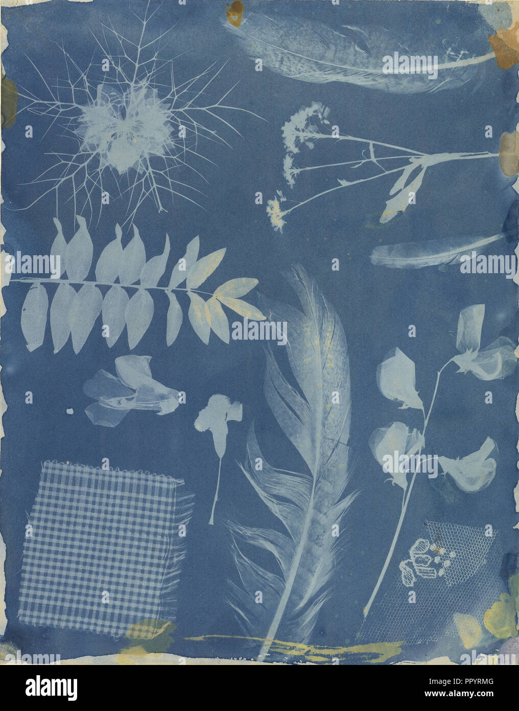Cyanotype direct hi-res stock photography and images - Alamy