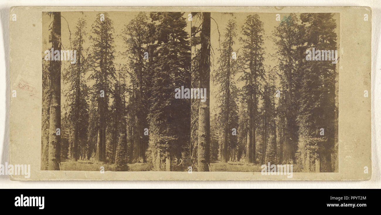California. Group of Big Trees in Mariposa Grove; Attributed to C.L ...