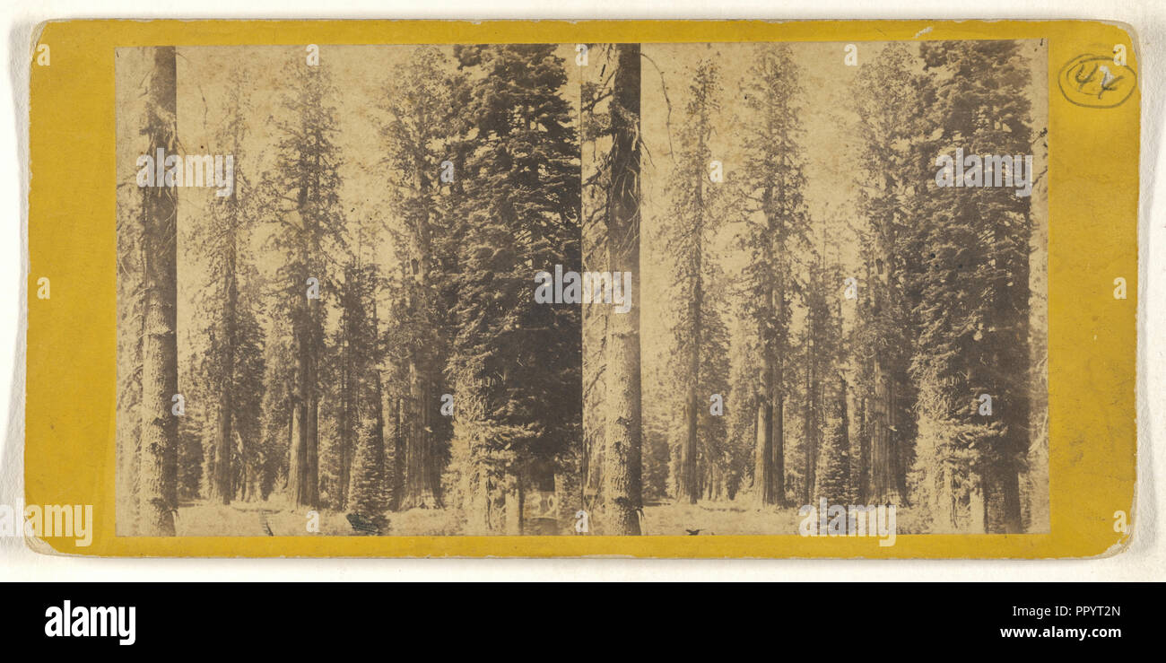 California. Group of Big Trees in Mariposa Grove; C.L. Weed, American ...