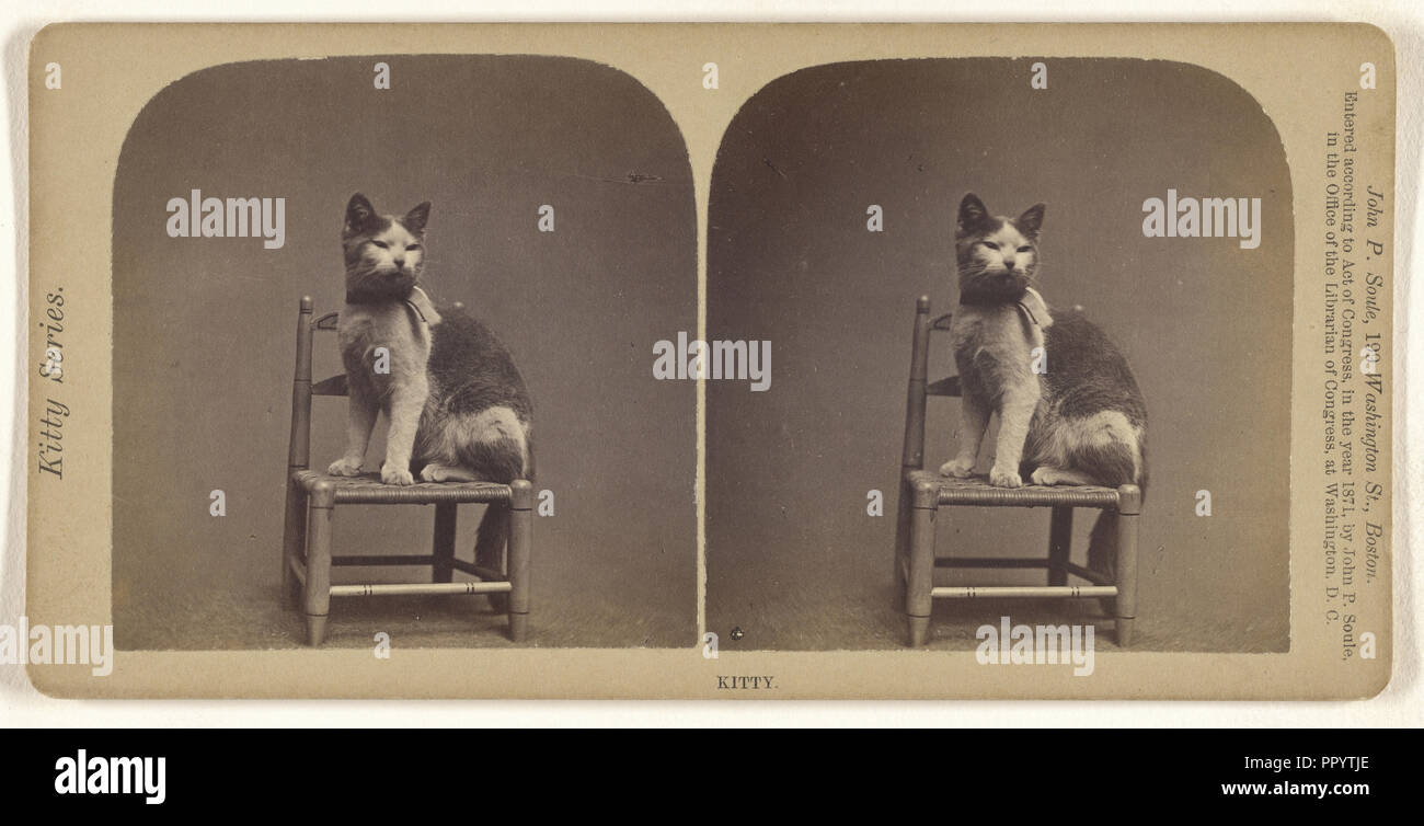 Kitty; John P. Soule, American, 1827 - 1904, 1871; Albumen silver print ...