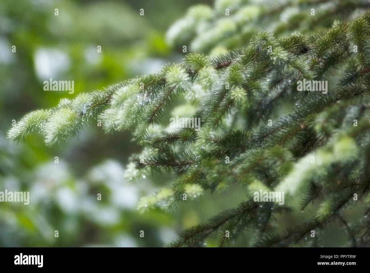 Green Abies Or Christmas Tree Branch background Stock Photo - Alamy