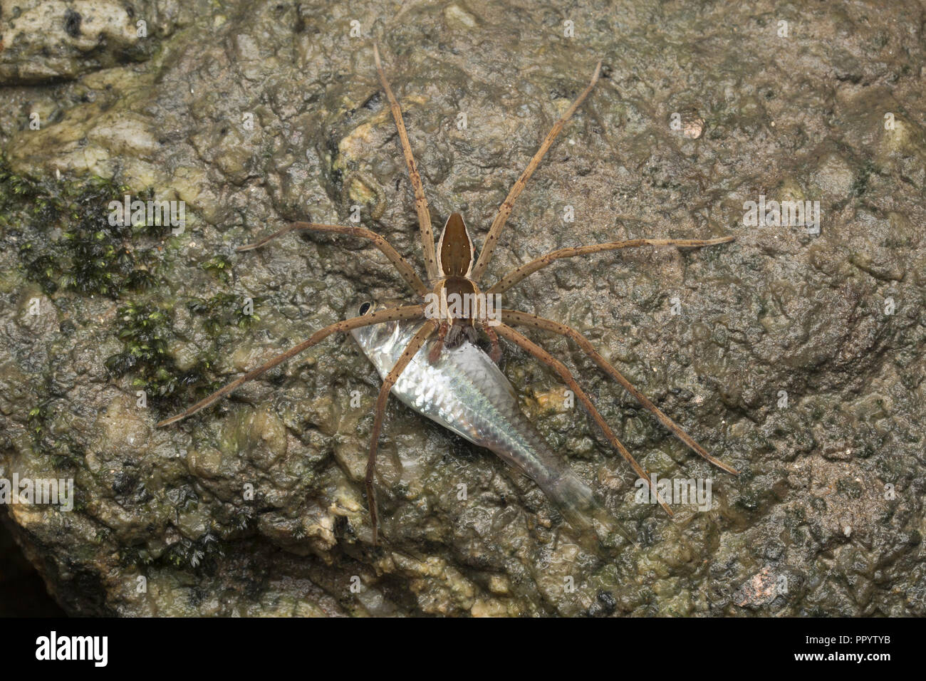 Fish spider hi-res stock photography and images - Alamy