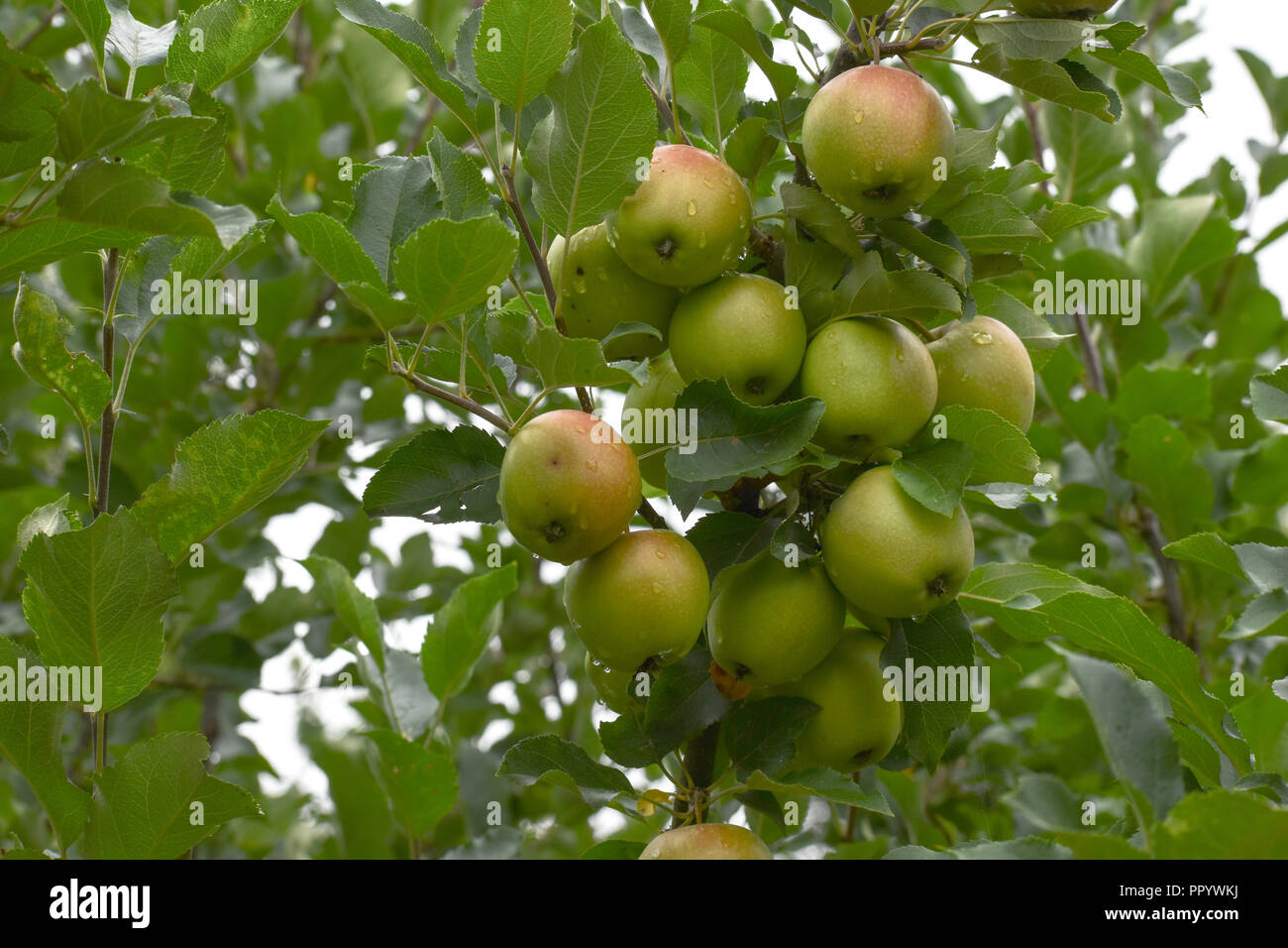Apples hanging from tthe tree Stock Photo - Alamy