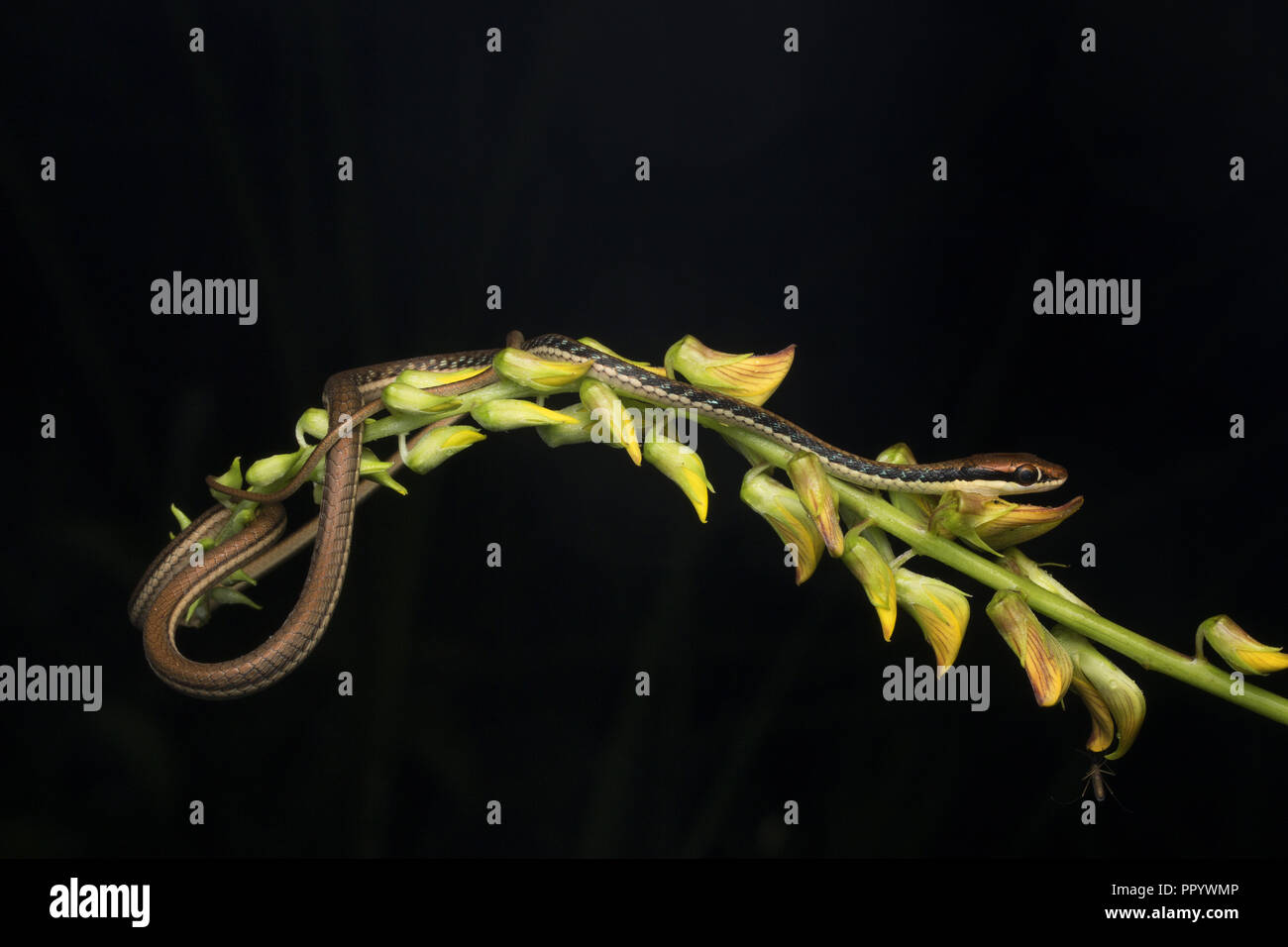 Tiny Painted Bronzeback Snake, Dendralaphis pictus resting on a small ...