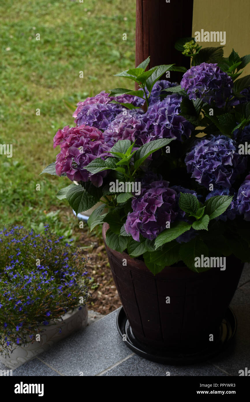 Hydrangea in the garden bowl Stock Photo - Alamy