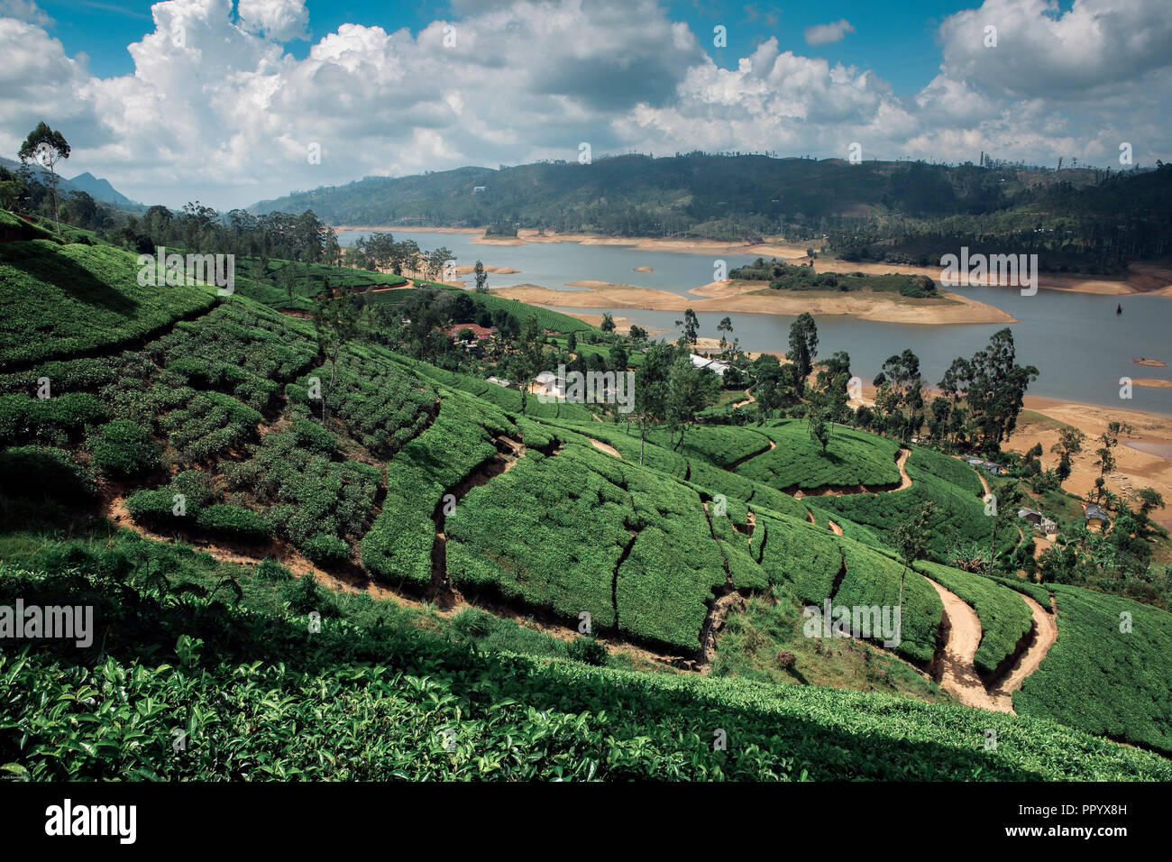 Tea plantation maskeliya lake maussakelle hi-res stock photography and ...