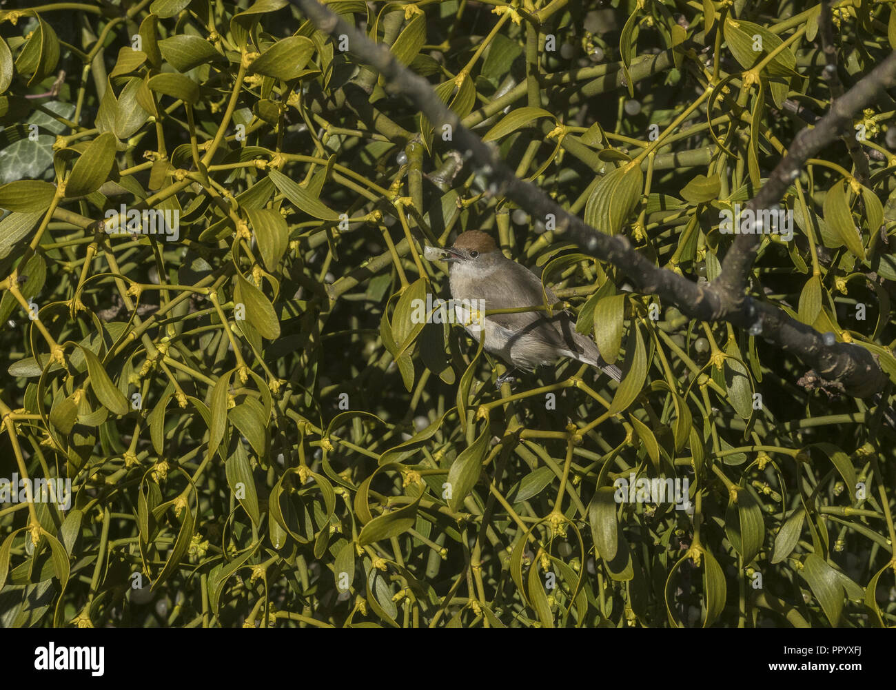 Blackcap bird mistletoe hi-res stock photography and images - Alamy