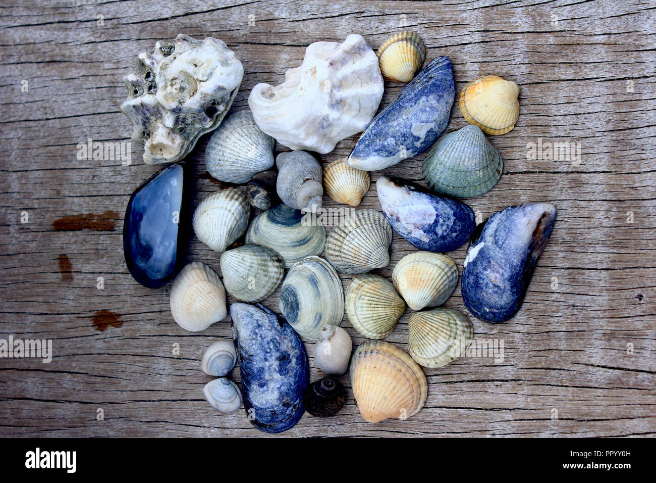 Summer vacation seashells hi-res stock photography and images - Alamy