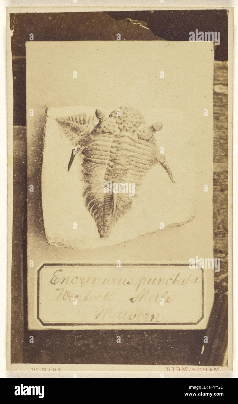 Encrinurus Punctatus. Wenlock Shale. Malvern. Fossil of a trilobite ...