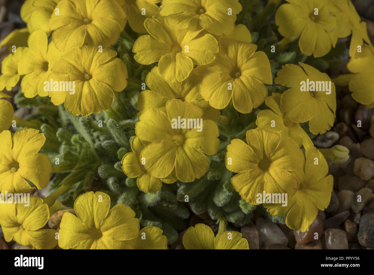 Dionysia hi-res stock photography and images - Alamy