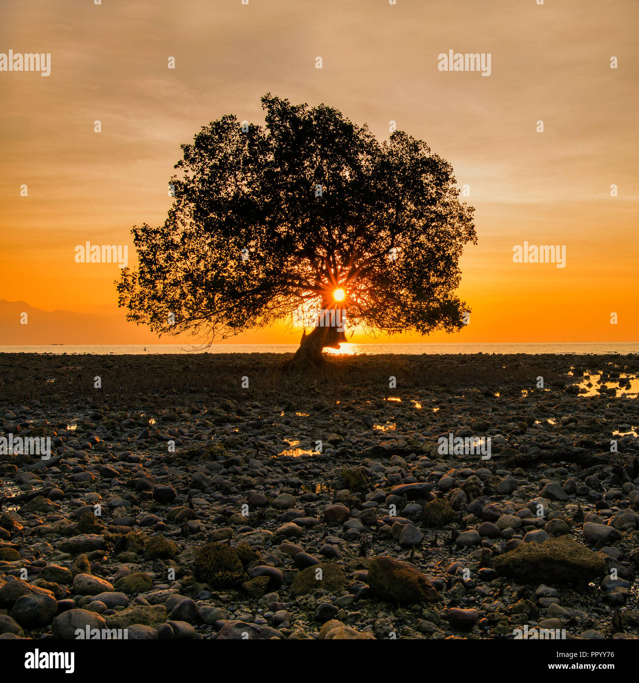 Tree with Amazing Sunset and Sunstar Stock Photo - Alamy