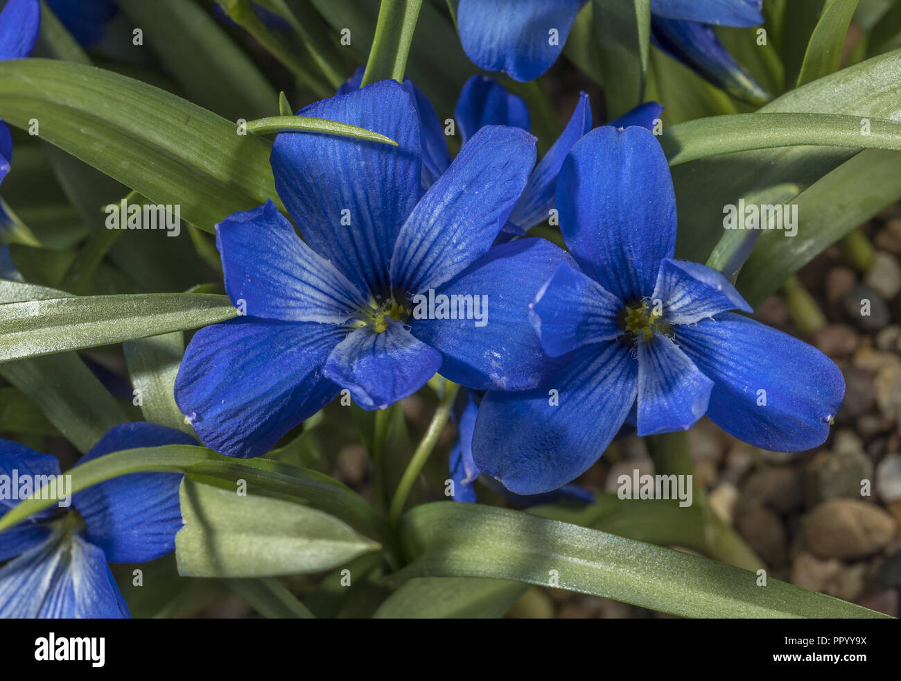Blue crocus hi-res stock photography and images - Alamy