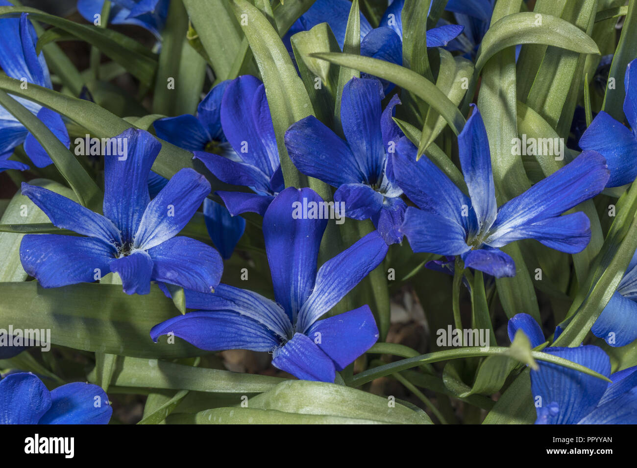 Blue crocus hi-res stock photography and images - Alamy