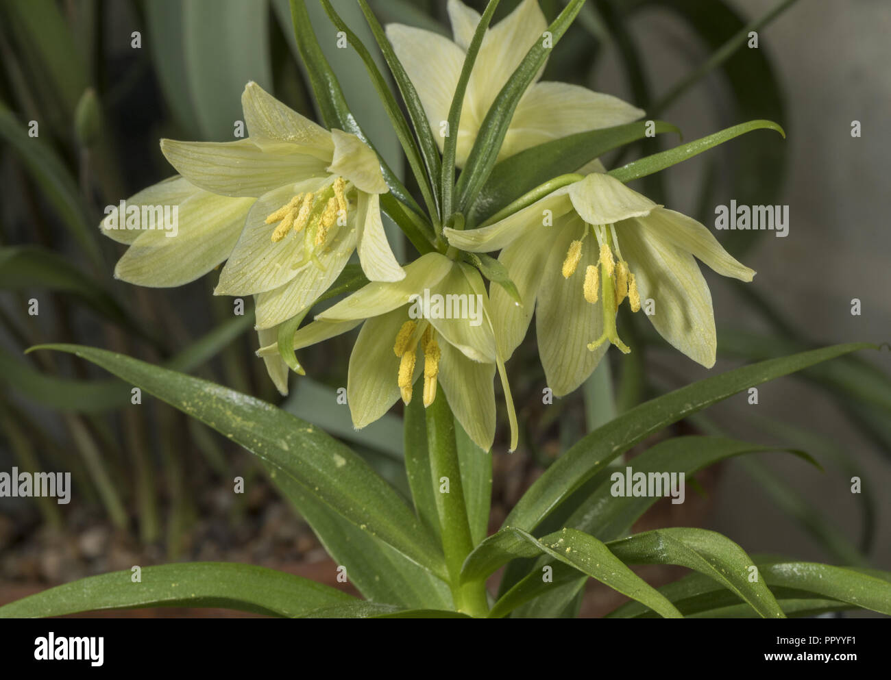 Dwarf Crown Imperial, Fritillaria raddeana in flower. From Iran and ...