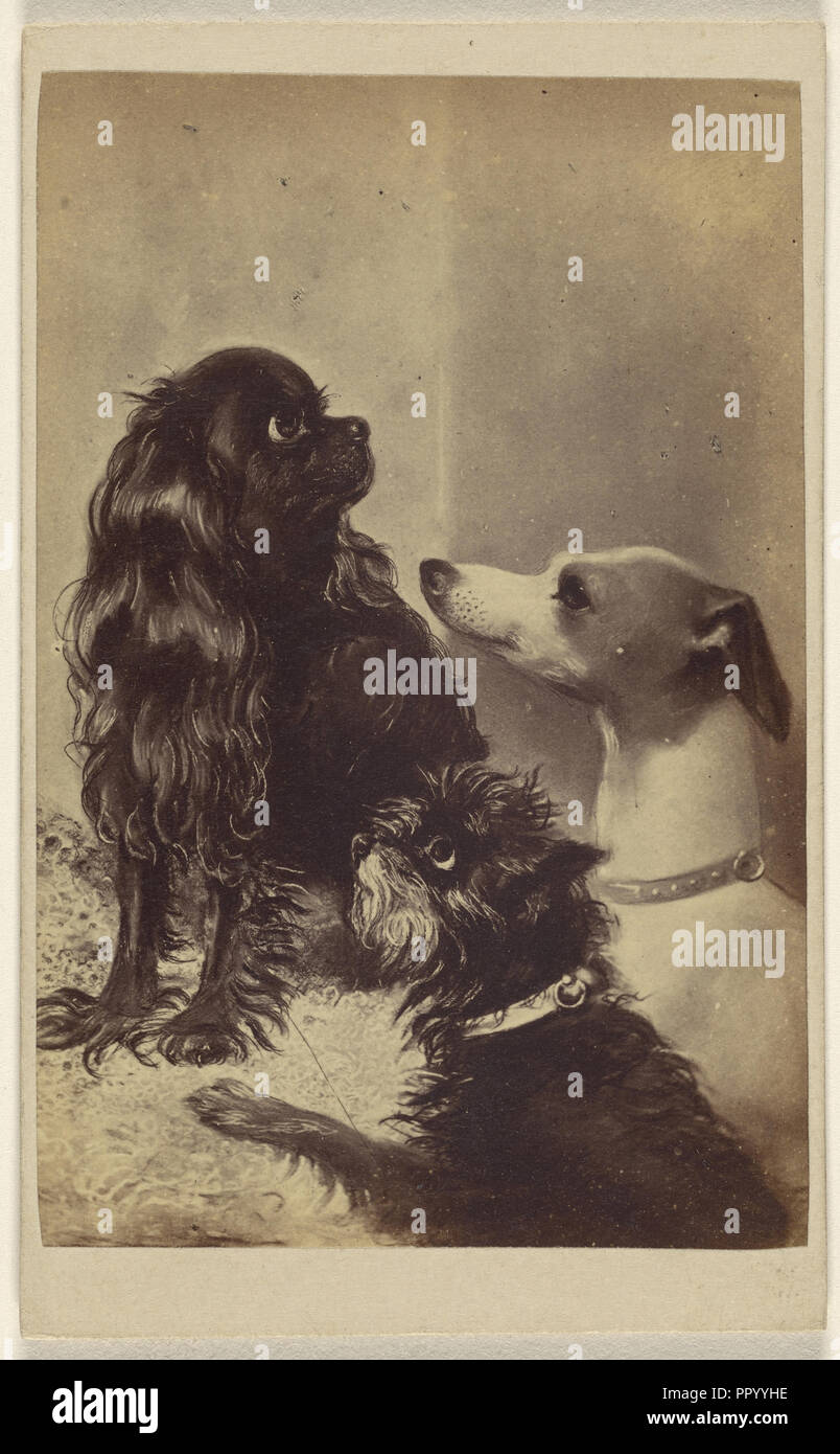 Floss, Daisy & Fairy; Dogs of Barroness sic McClifford. Painted by Mrs ...