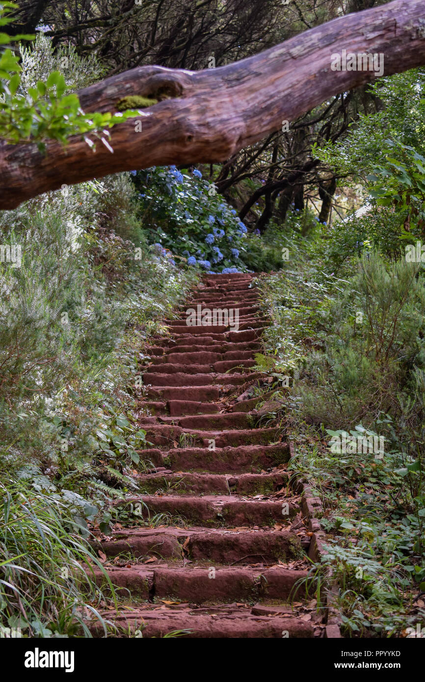 Stairs path in the forest Stock Photo - Alamy Stairs path in the forest Stock Photo - Alamy