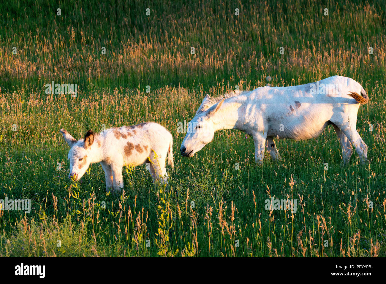 Burro hi-res stock photography and images - Alamy