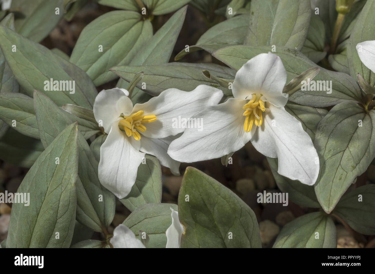 Dwarf white trillium hi-res stock photography and images - Alamy
