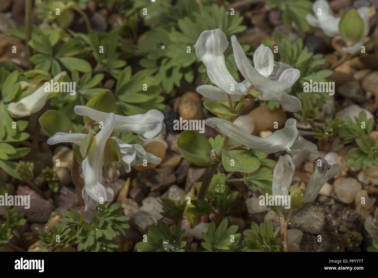 Vittae High Resolution Stock Photography and Images - Alamy