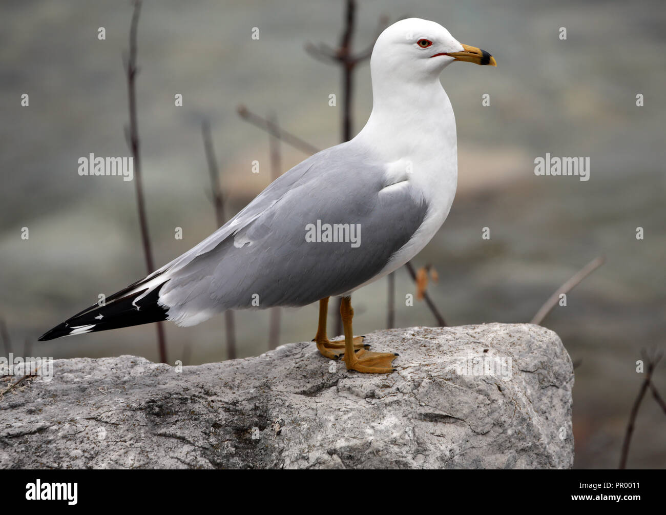 Ring beak gull hi-res stock photography and images - Alamy