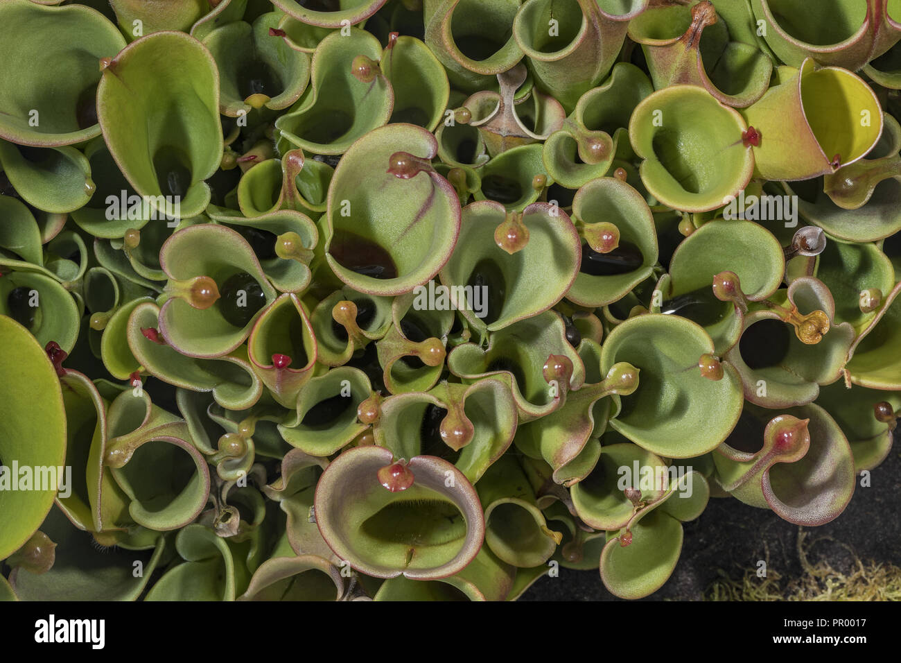 Leaves of Sun Pitcher Plant, heliamphora heterodoxa x minor Stock Photo ...