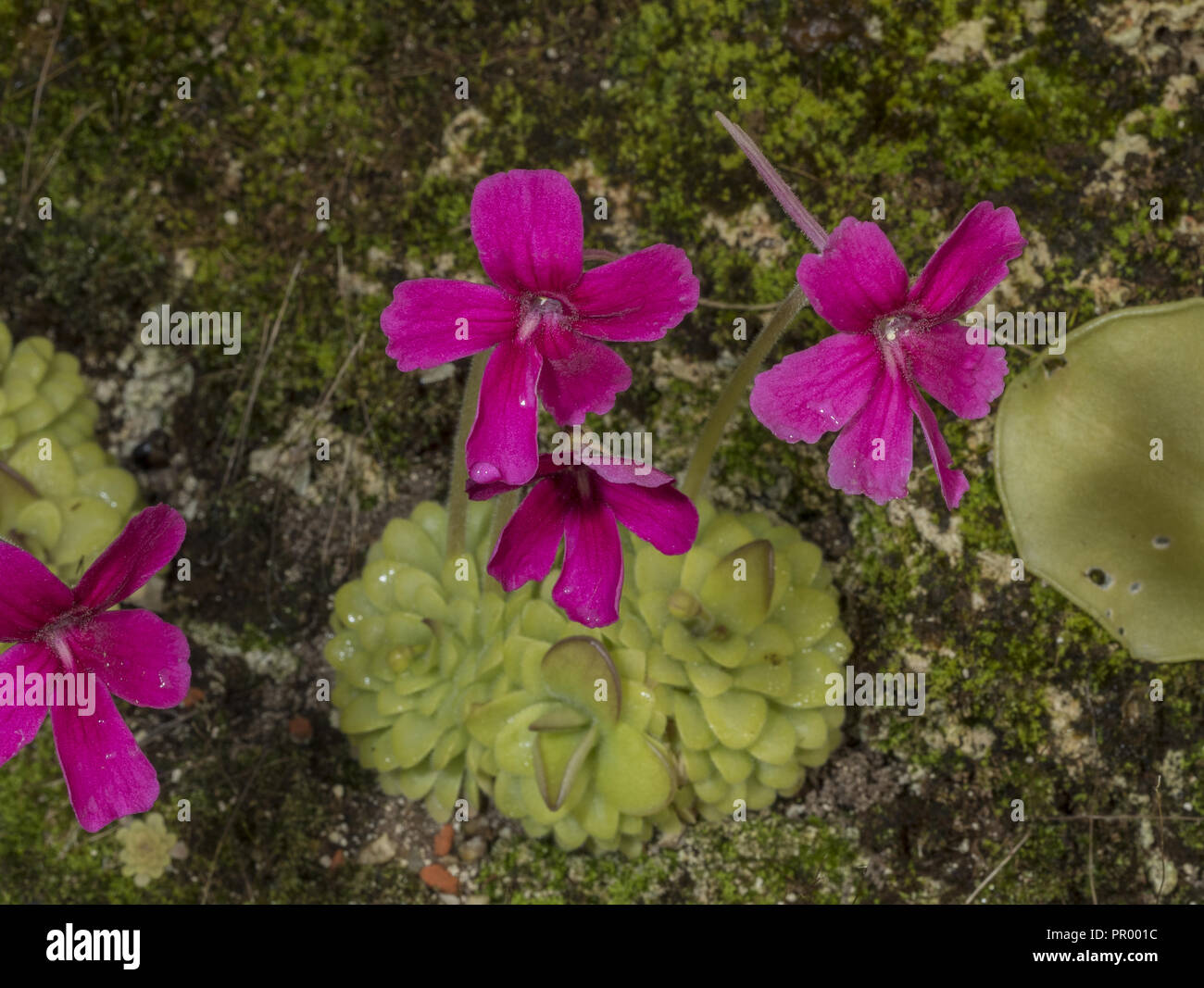 Pinguicula laueana flower hi-res stock photography and images - Alamy