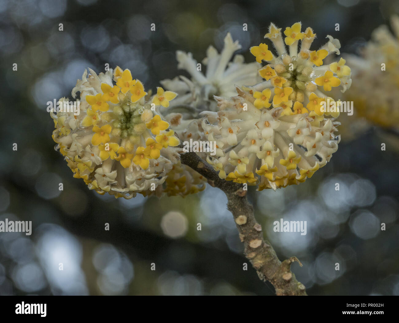 Mitsumata oriental paperbush hi-res stock photography and images - Alamy