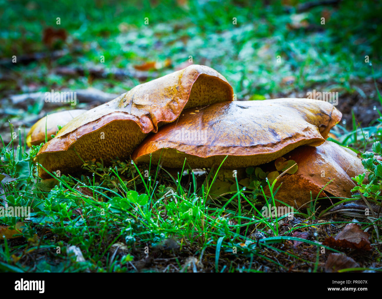 Imleria badia, commonly known as the bay bolete, is an edible, pored ...