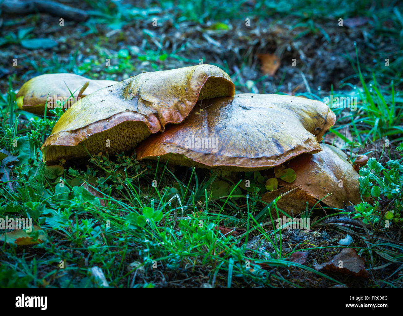 Graham leese hi-res stock photography and images - Alamy