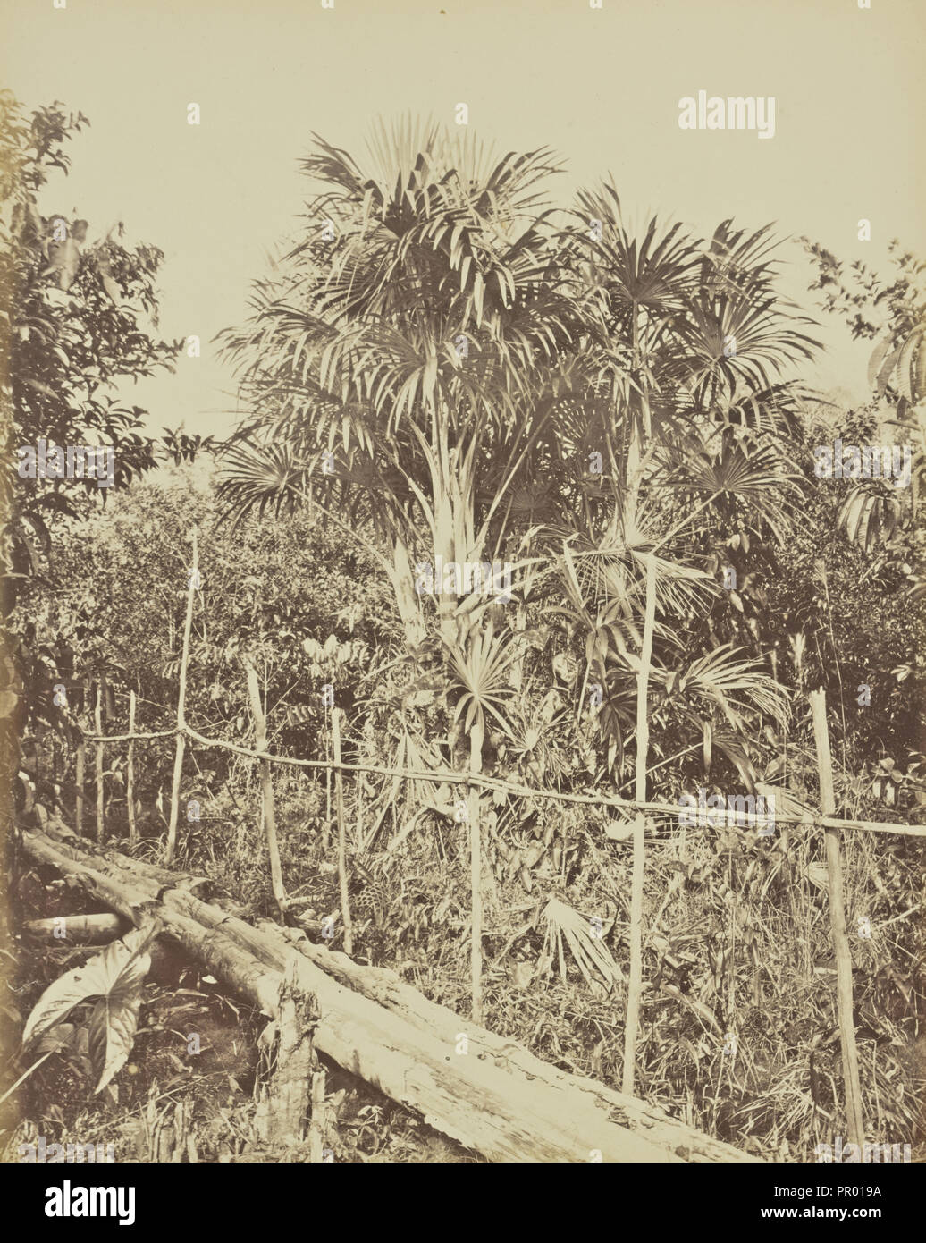 Carana-i; Albert Frisch, German, 1840 - 1918, Manaus, Brazil; about ...