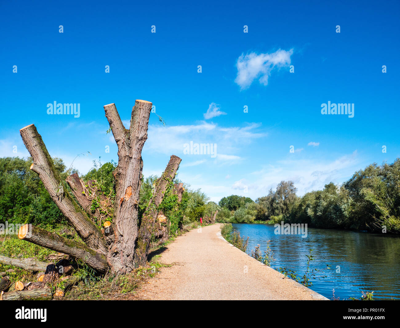 Pruned trees hi-res stock photography and images - Alamy