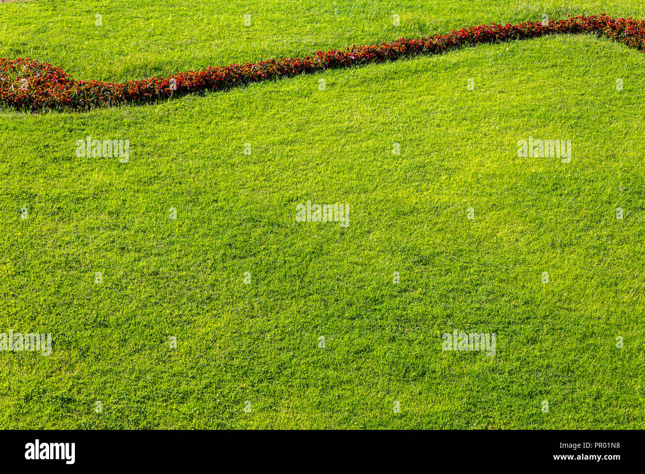 green lawn. Ideal for backgrounds and textures Stock Photo - Alamy