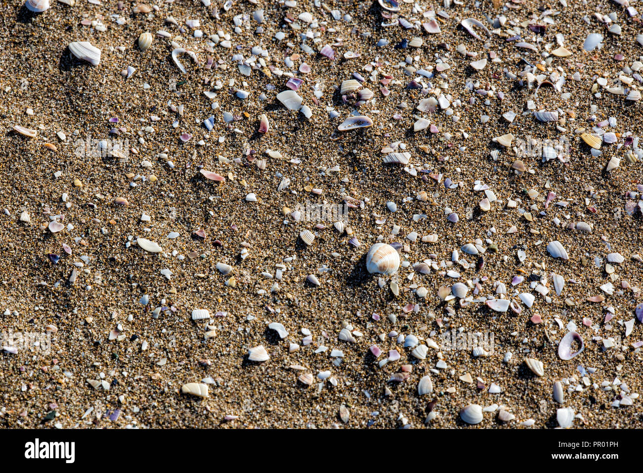seashells and sand on beach Stock Photo - Alamy