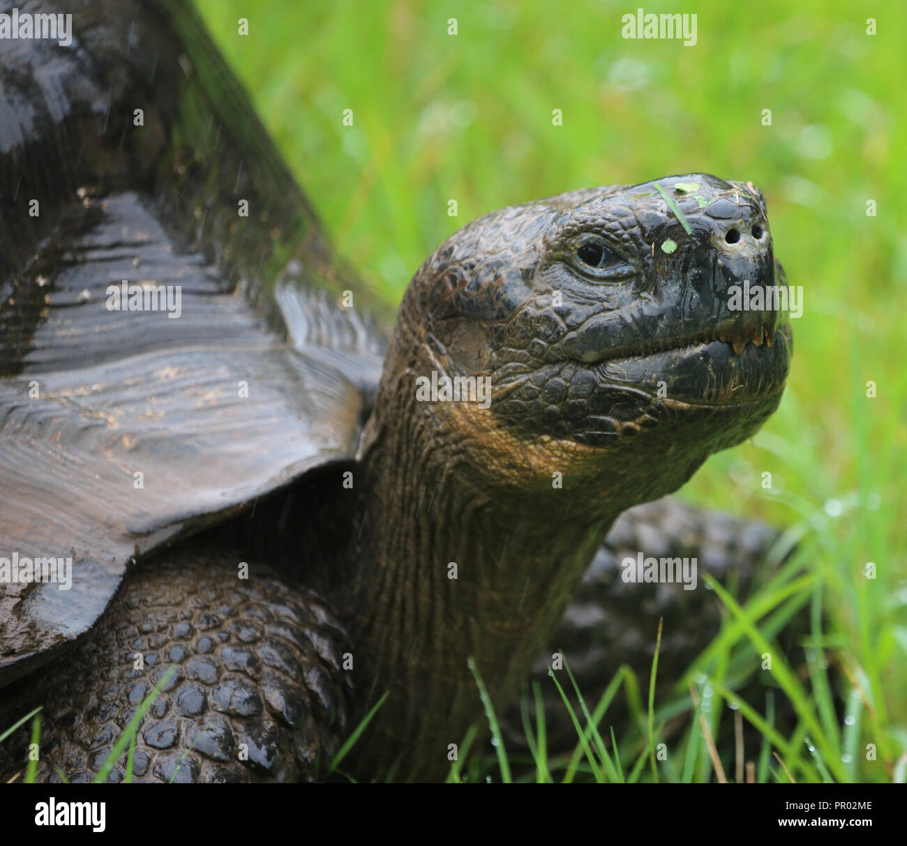 Reptile nose hi-res stock photography and images - Alamy