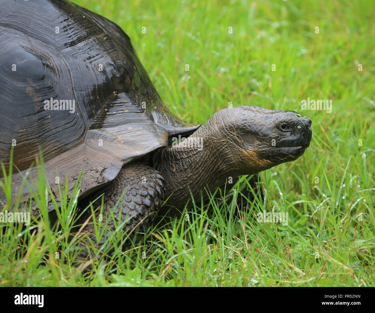 closeup of giant tortoise in wet grass Stock Photo - Alamy