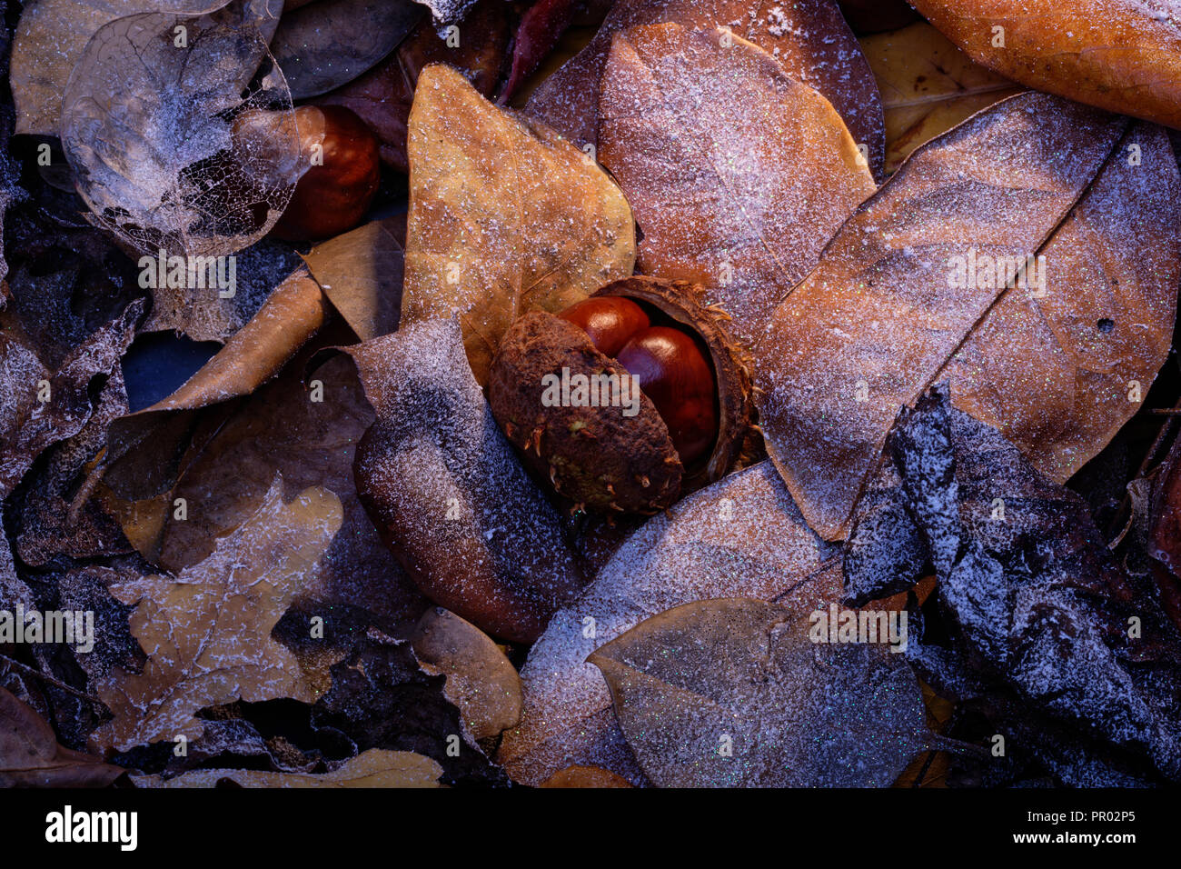 Conker In Shell High Resolution Stock Photography and Images - Alamy