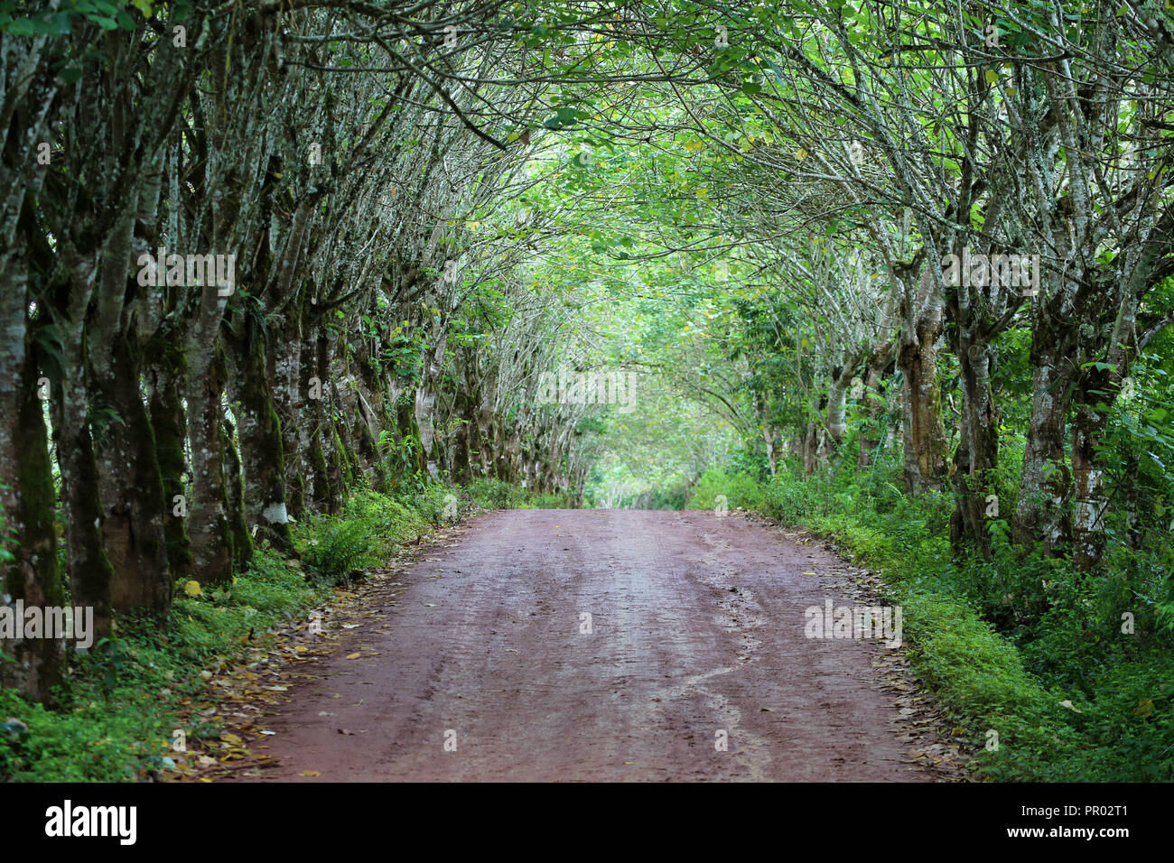 trees forming canopy of green over dirt road to tortoise preserve Stock ...