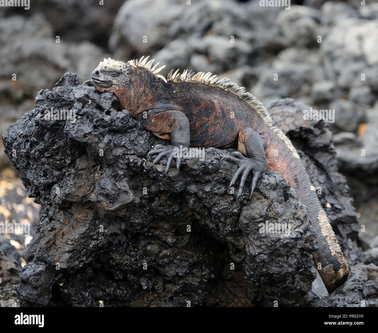Spiny back hi-res stock photography and images - Alamy