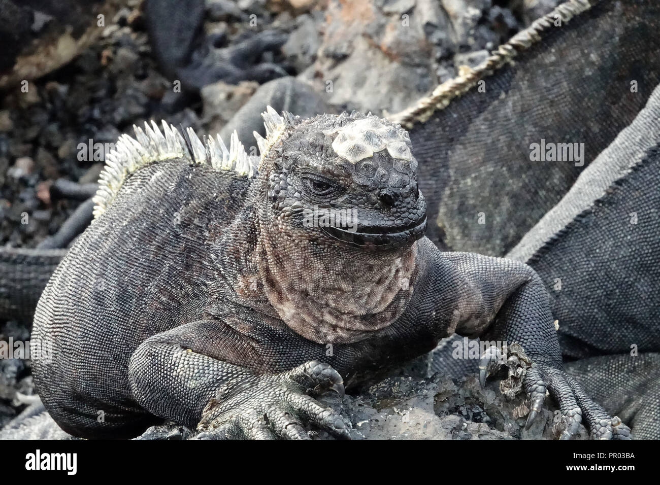 detail of marine iguana with spiny dorsal spines Stock Photo - Alamy