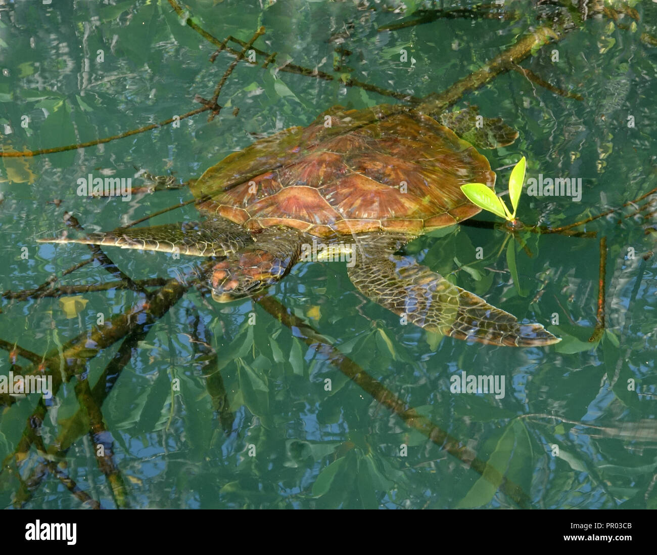 Colorful turtle hi-res stock photography and images - Alamy