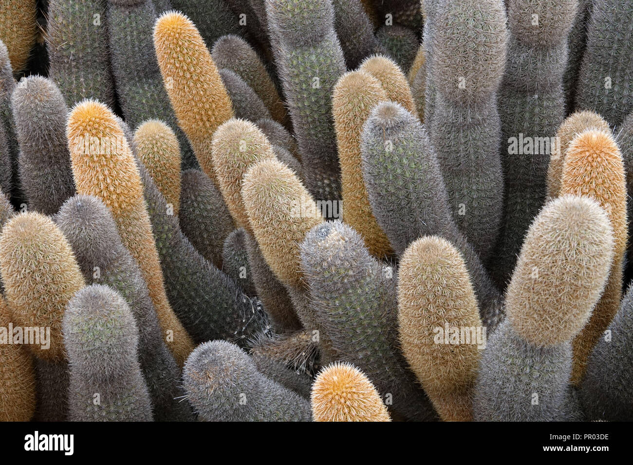 detail of pale colored lava cactus provide interesting patterns ...